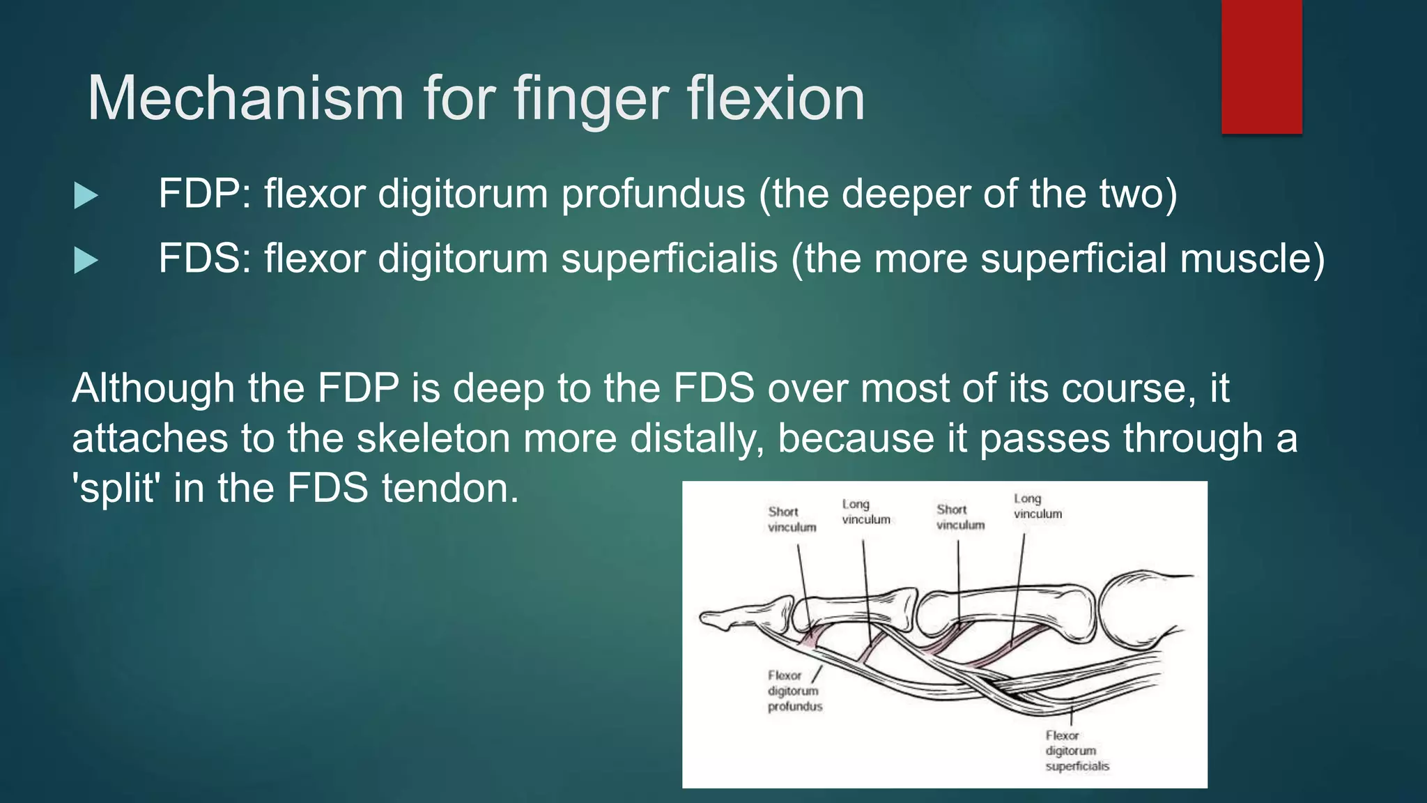 Biomechanics of wrist & Hand | PPTX