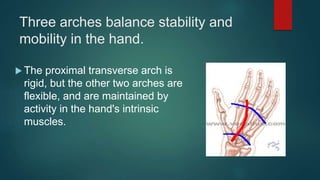 Biomechanics of wrist & Hand | PPTX