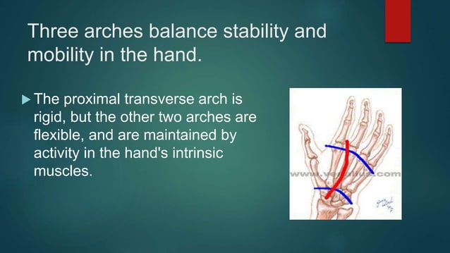 Biomechanics of wrist & Hand | PPTX | Death, Injury, or Military ...