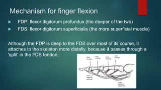Biomechanics of wrist & Hand | PPTX