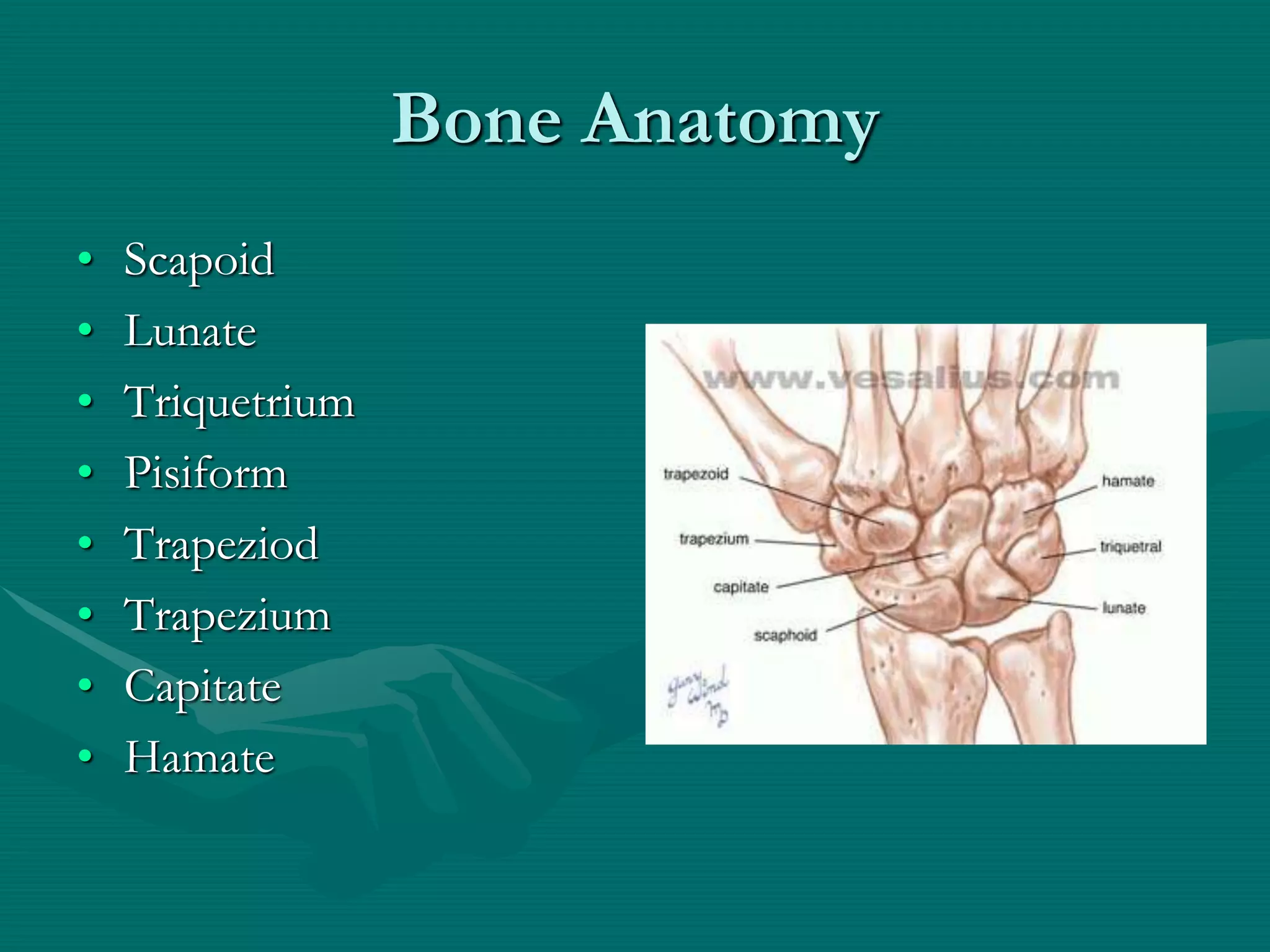 WristandHandAnatomy (1).ppt