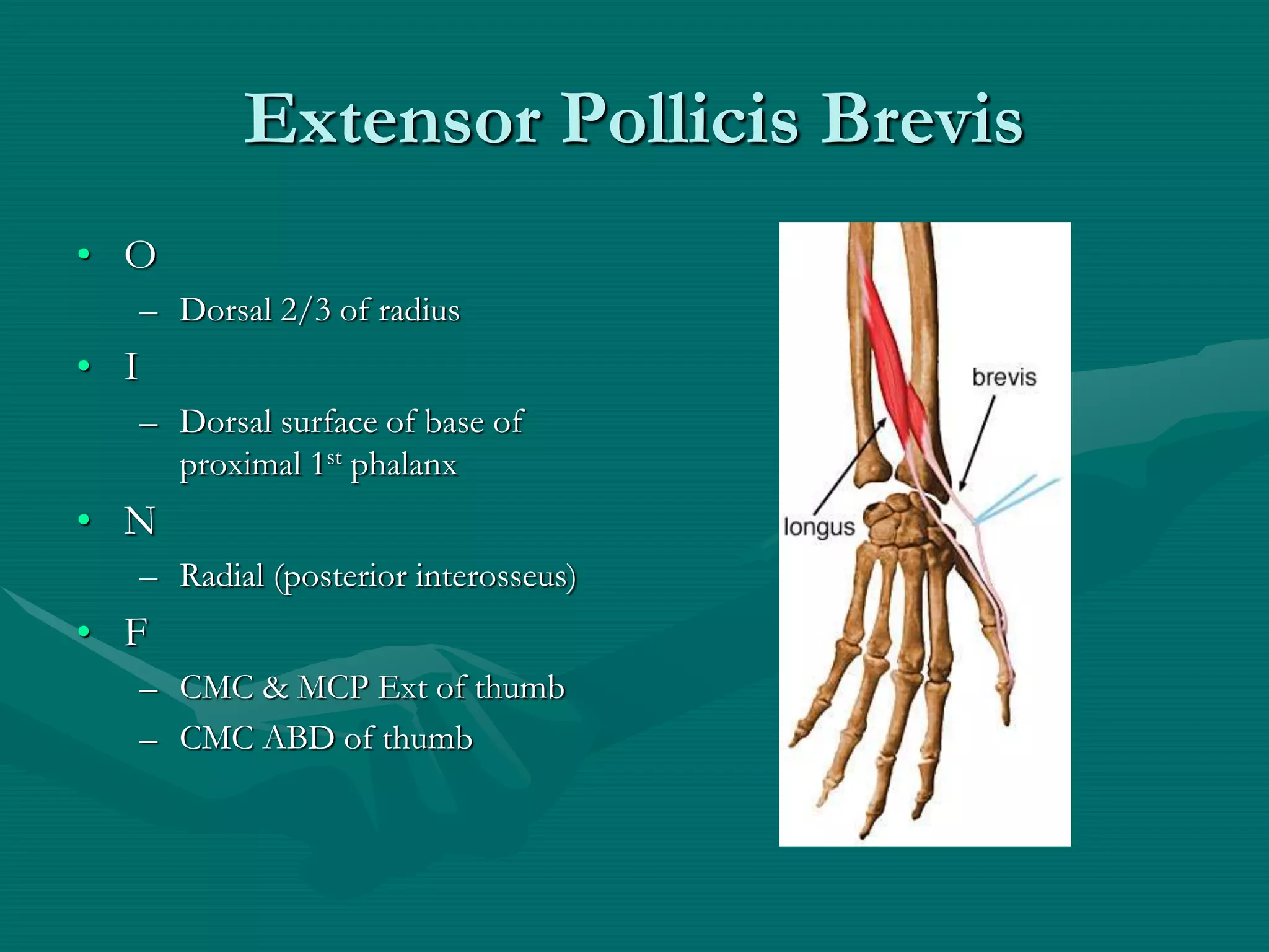 WristandHandAnatomy (1).ppt