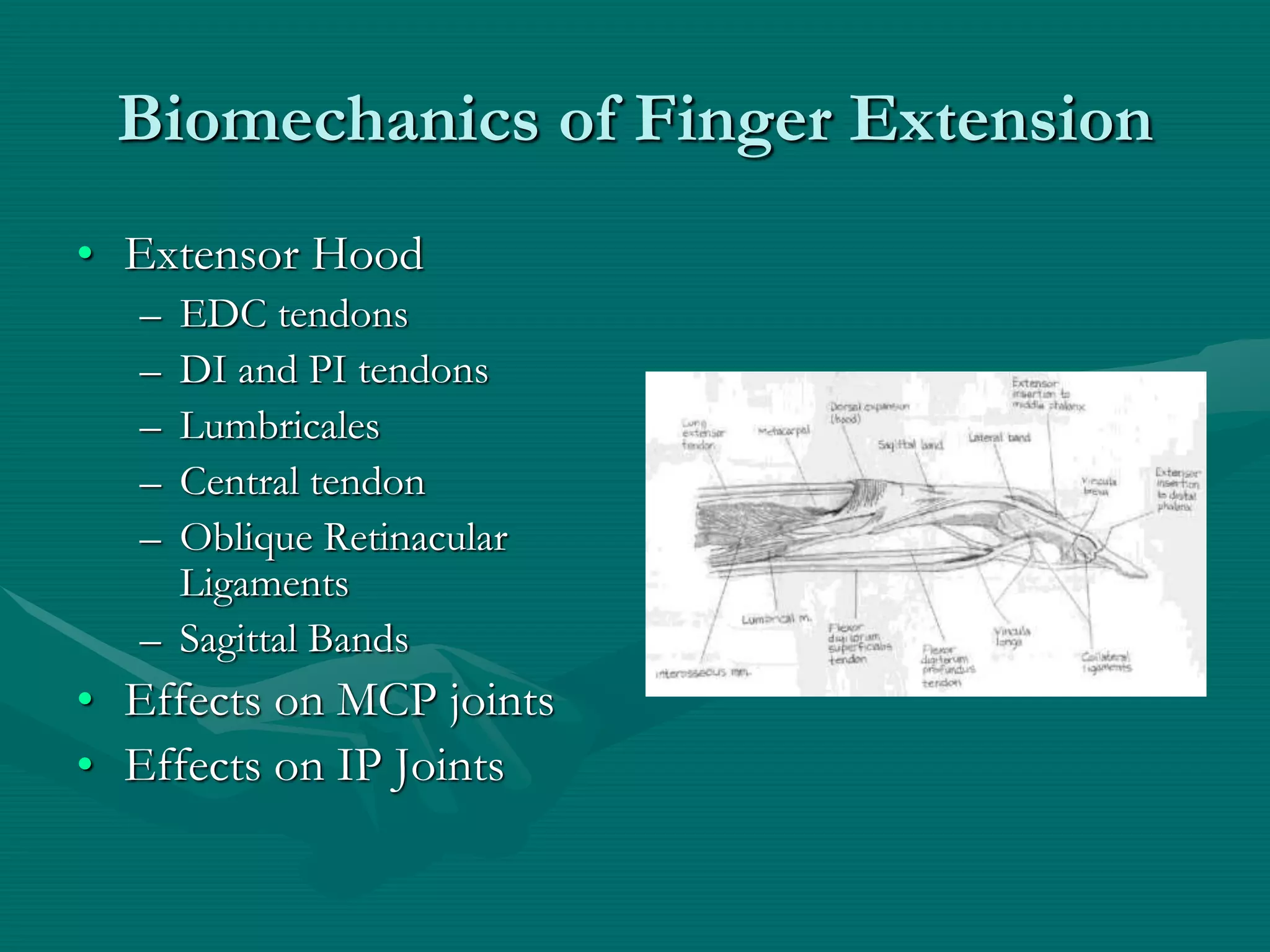 WristandHandAnatomy (1).ppt
