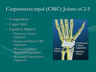 WristandHandAnatomy (1).ppt