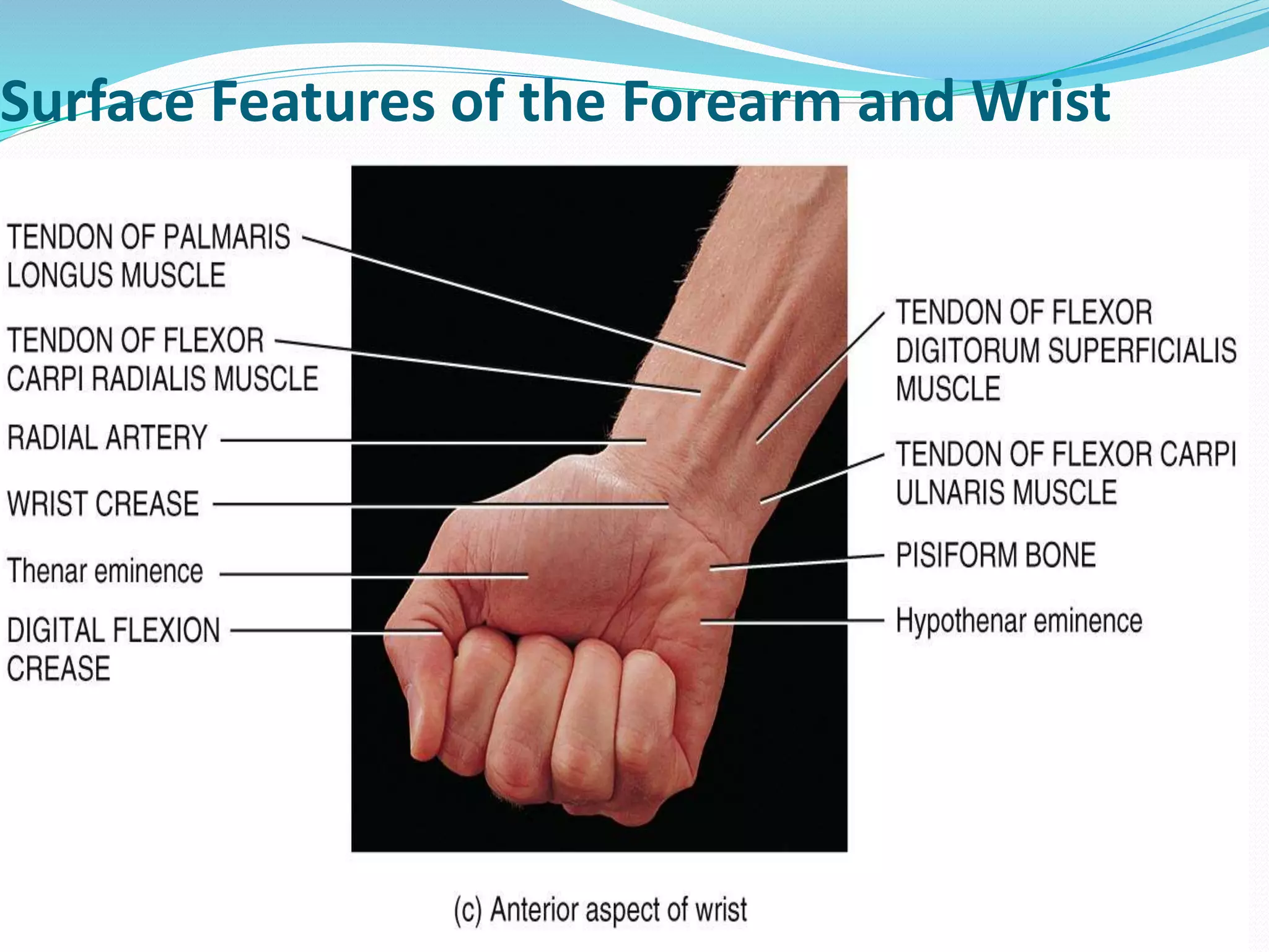 Wrist and hand examination | PPTX