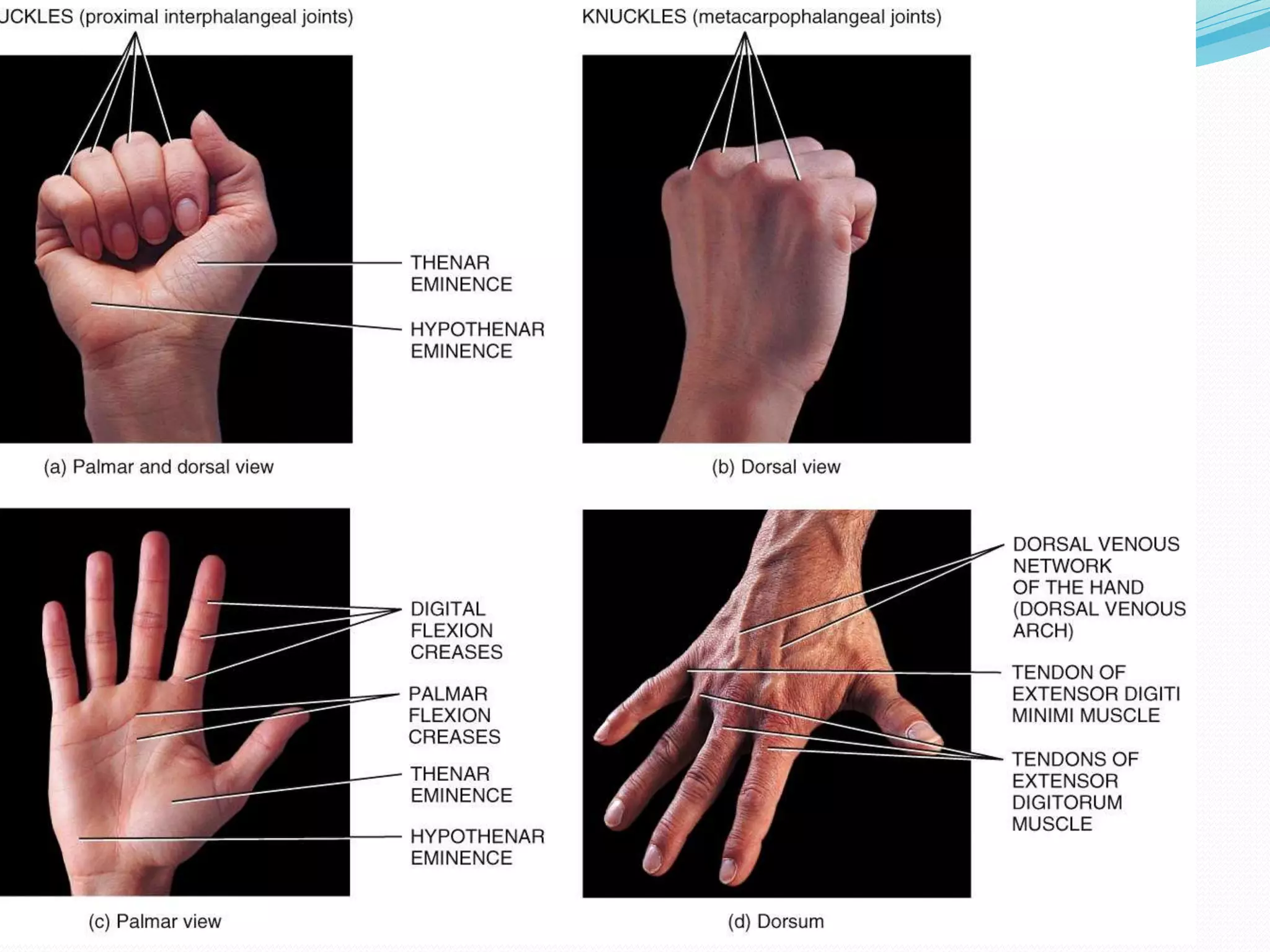 Wrist and hand examination | PPTX