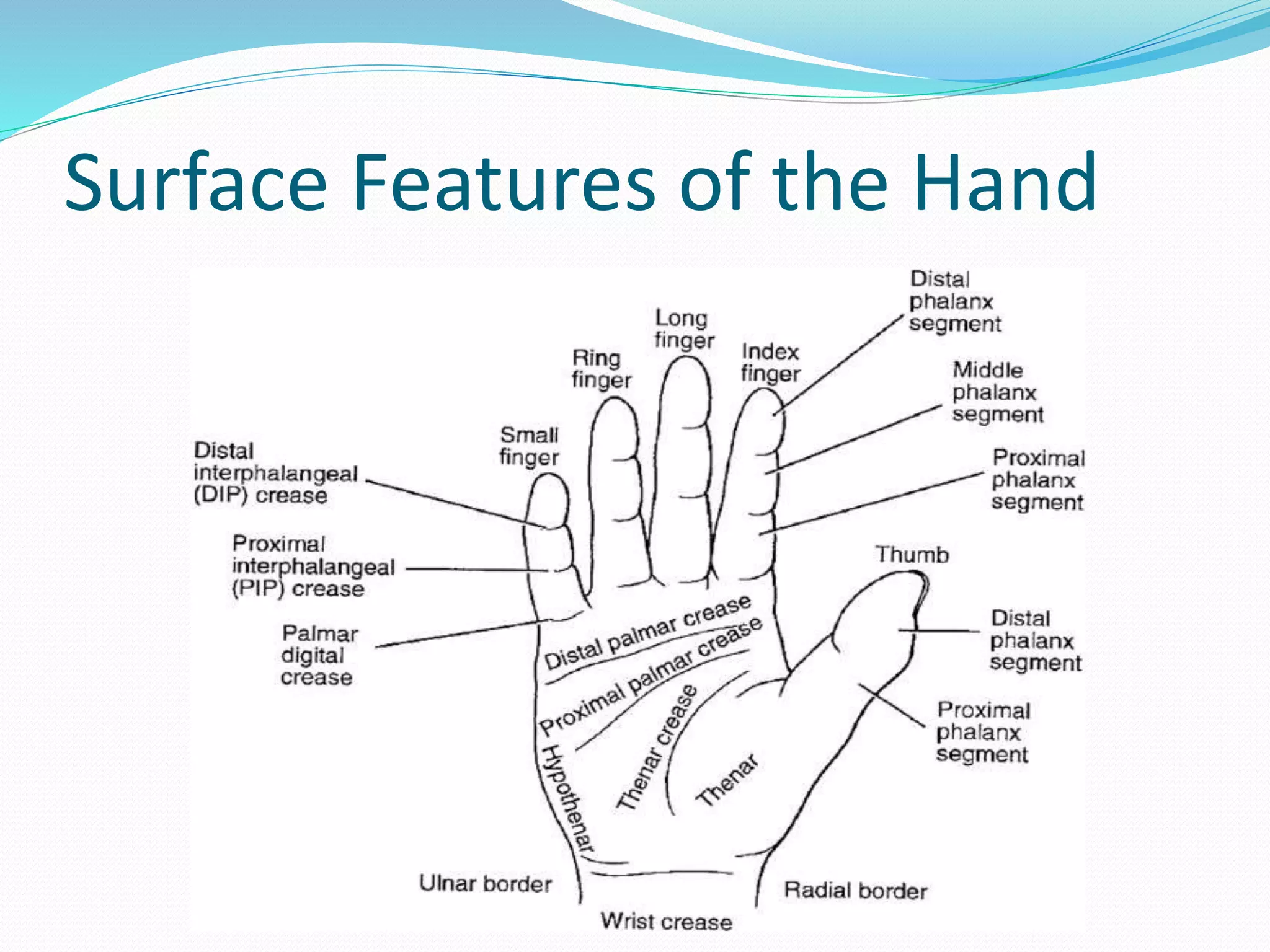 Wrist and hand examination | PPTX