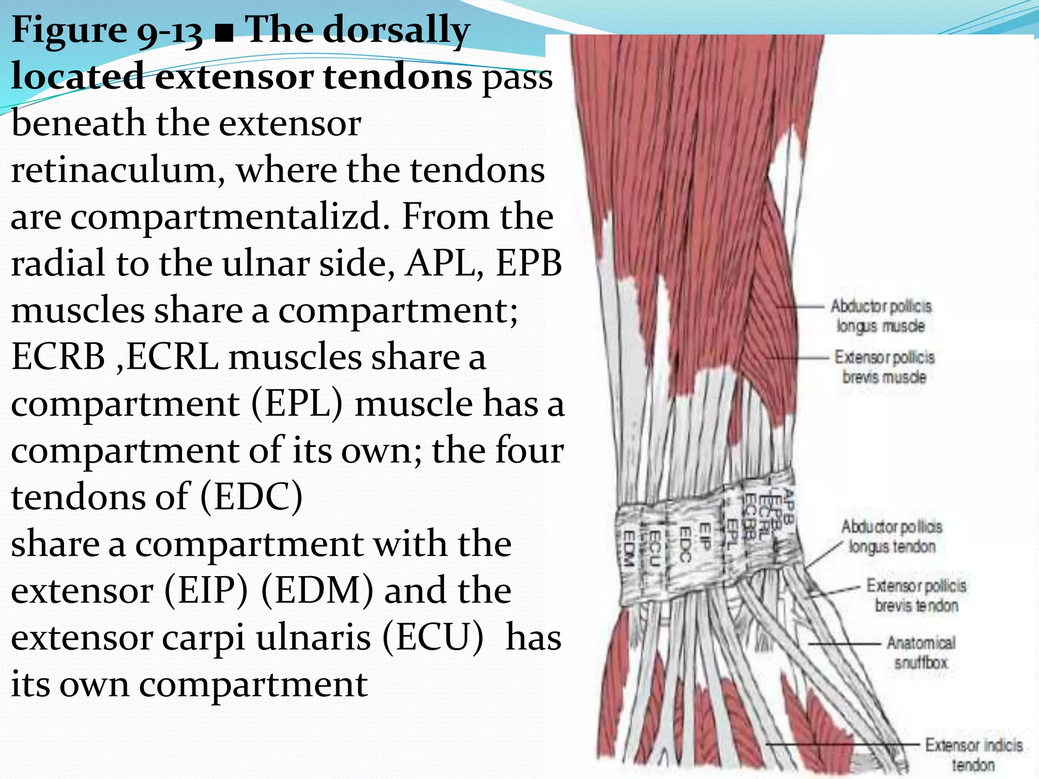 Wrist and hand examination | PPTX