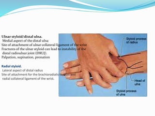 Ulnar Styloid Process Palpation