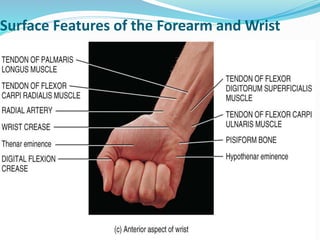 Wrist Surface Anatomy