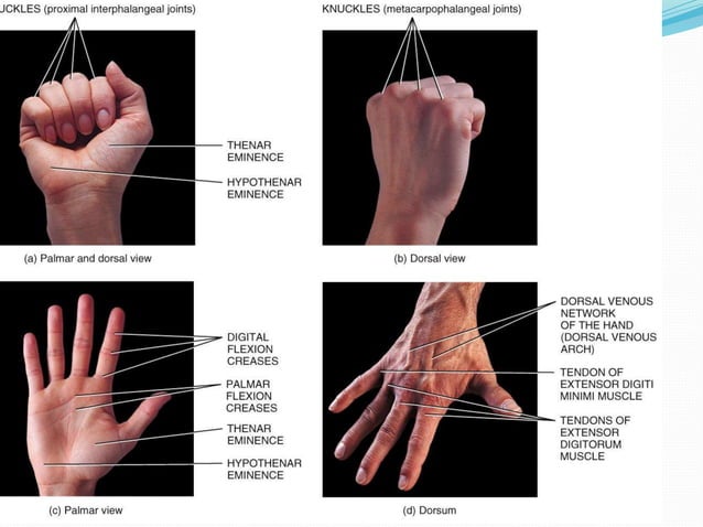 Wrist and hand examination