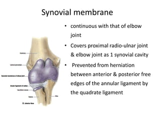 Proximal Radioulnar Joint