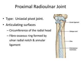Proximal Radioulnar Joint