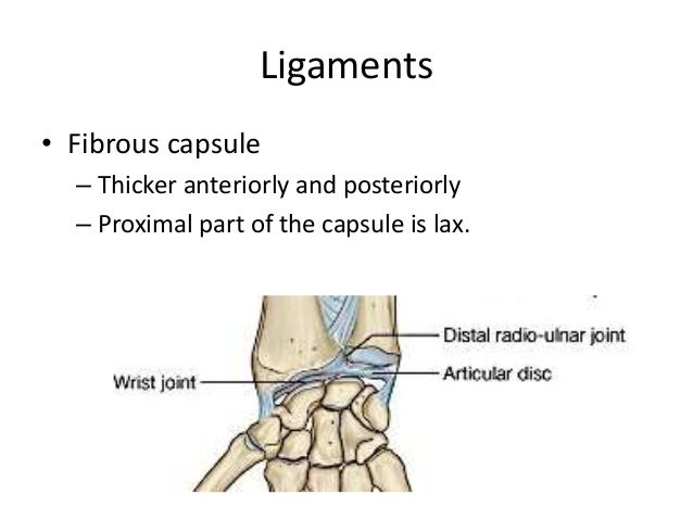 Distal Radioulnar Joint Ligaments Radial Collateral Ligament Of The