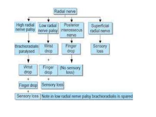 WRIST DROP,FINGERDROP, by parvathy new.pptx