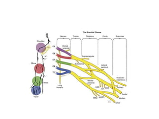 WRIST DROP,FINGERDROP, by parvathy new.pptx
