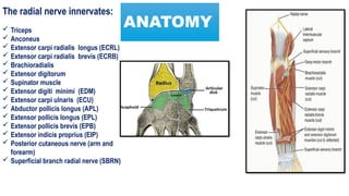Wrist drop is also known as "Radial Nerve Palsy." | PPT
