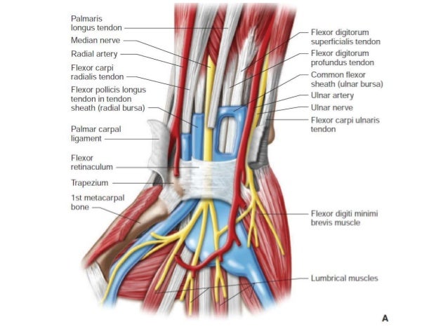 MSK US of Wrist & Hand