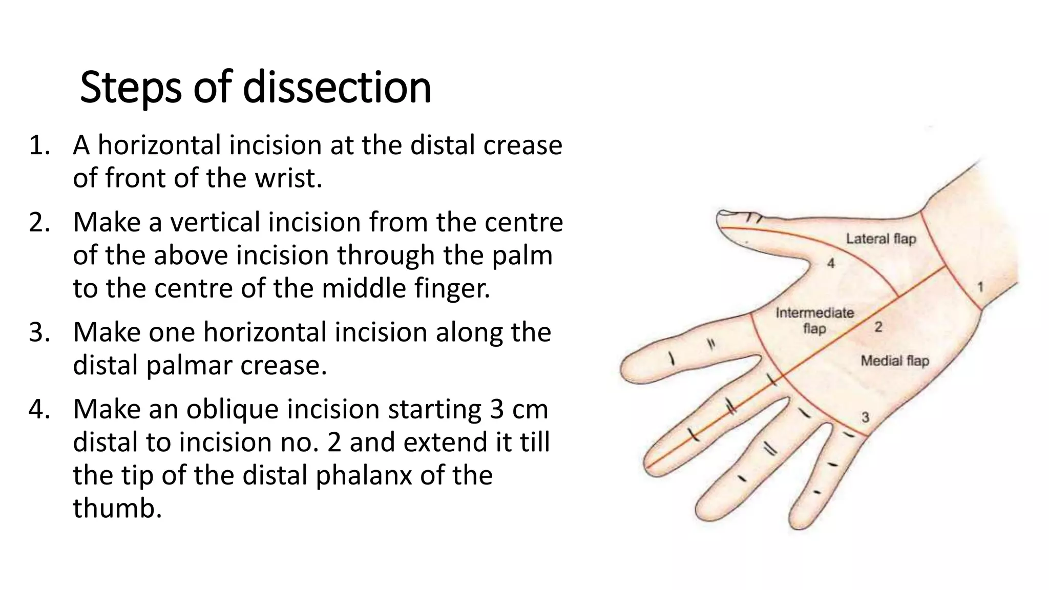 Wrist Joint & Hand | PPTX