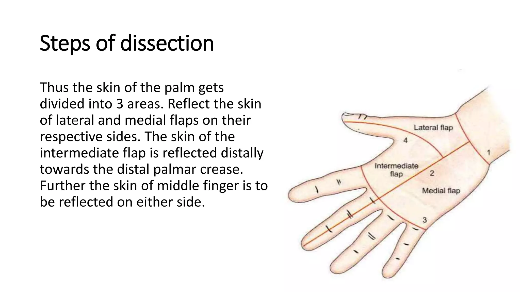 Wrist Joint & Hand | PPTX