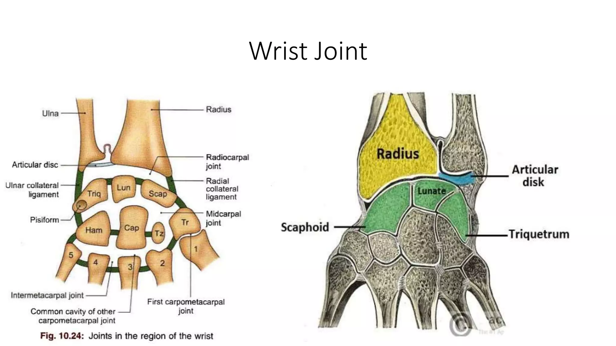Wrist Joint & Hand | PPTX