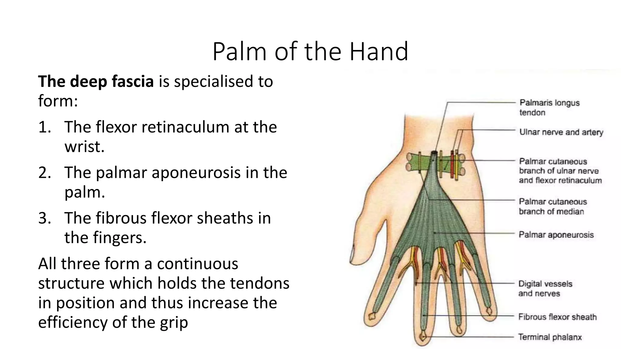 Wrist Joint & Hand | PPTX