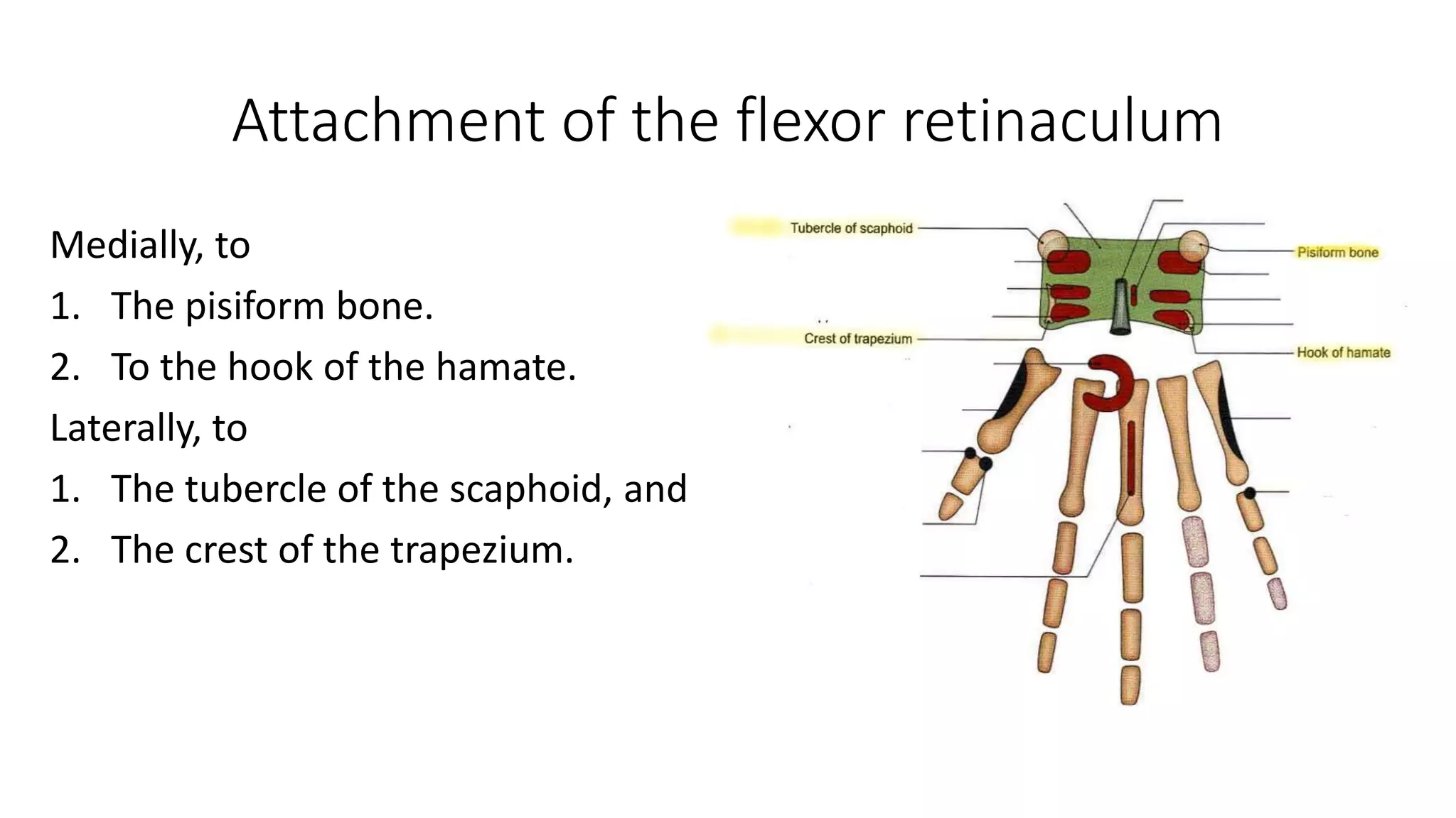Wrist Joint & Hand | PPTX