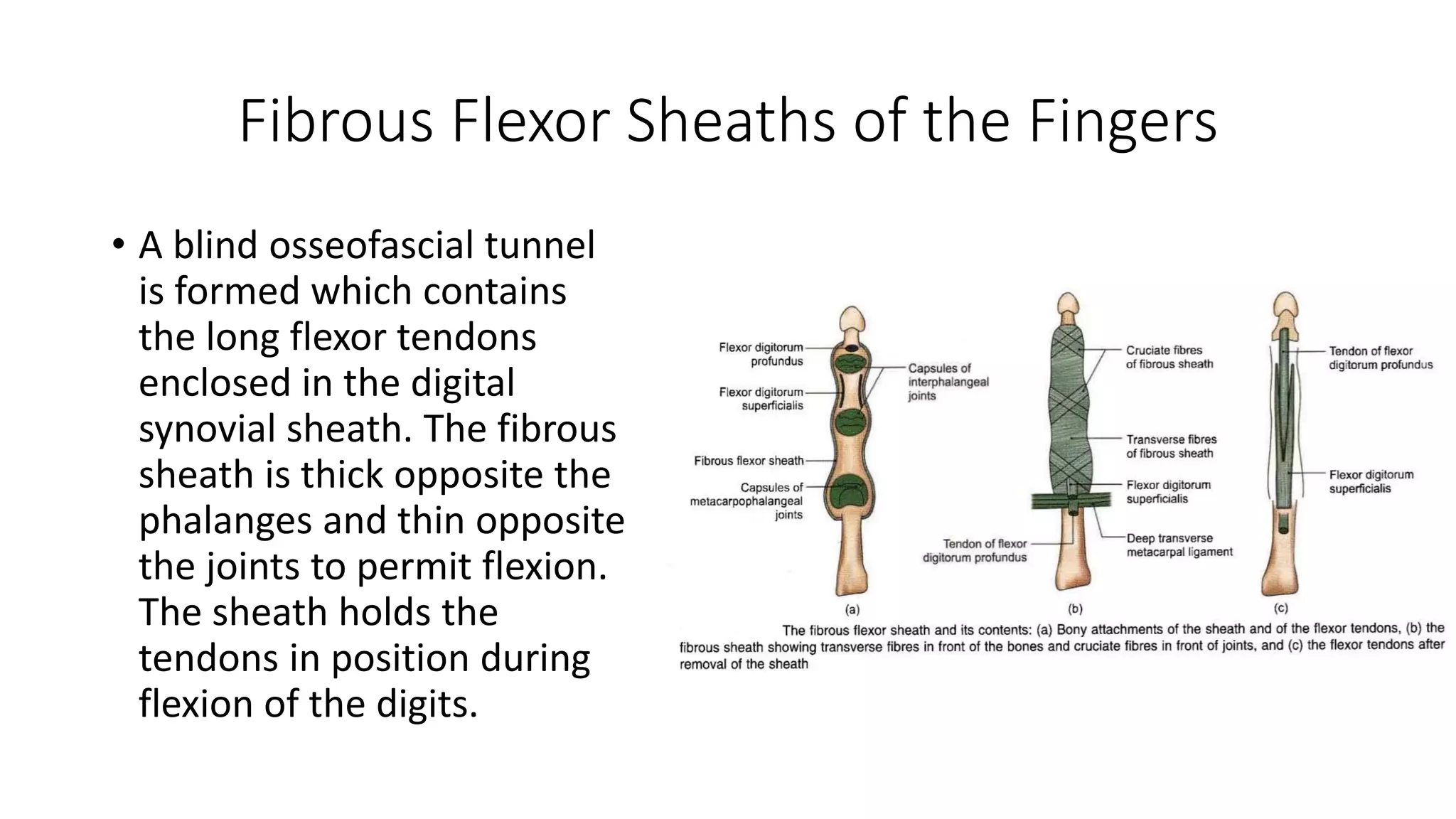 Wrist Joint & Hand | PPTX