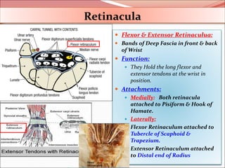 Wrist & Hand.ppt markrting to given as per | PPT