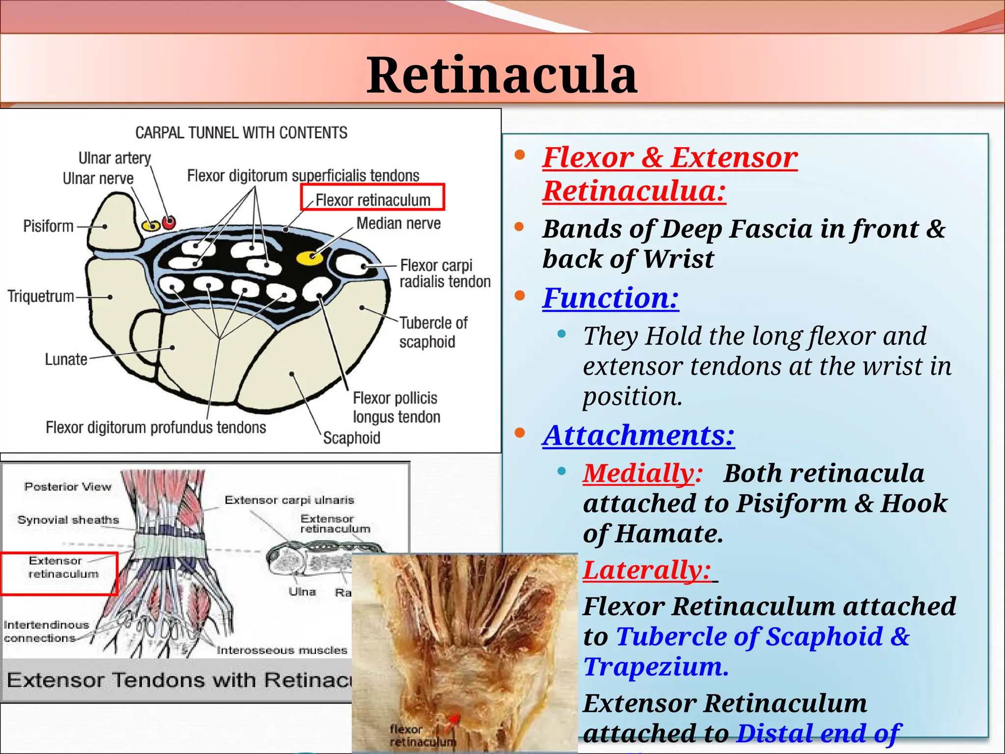 Wrist & Hand anatomy to clear antomy .ppt