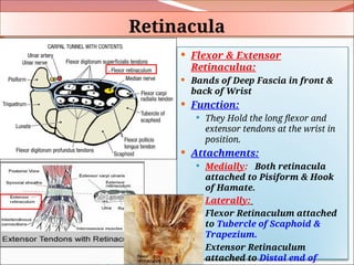 Wrist & Hand natomy relation content .ppt