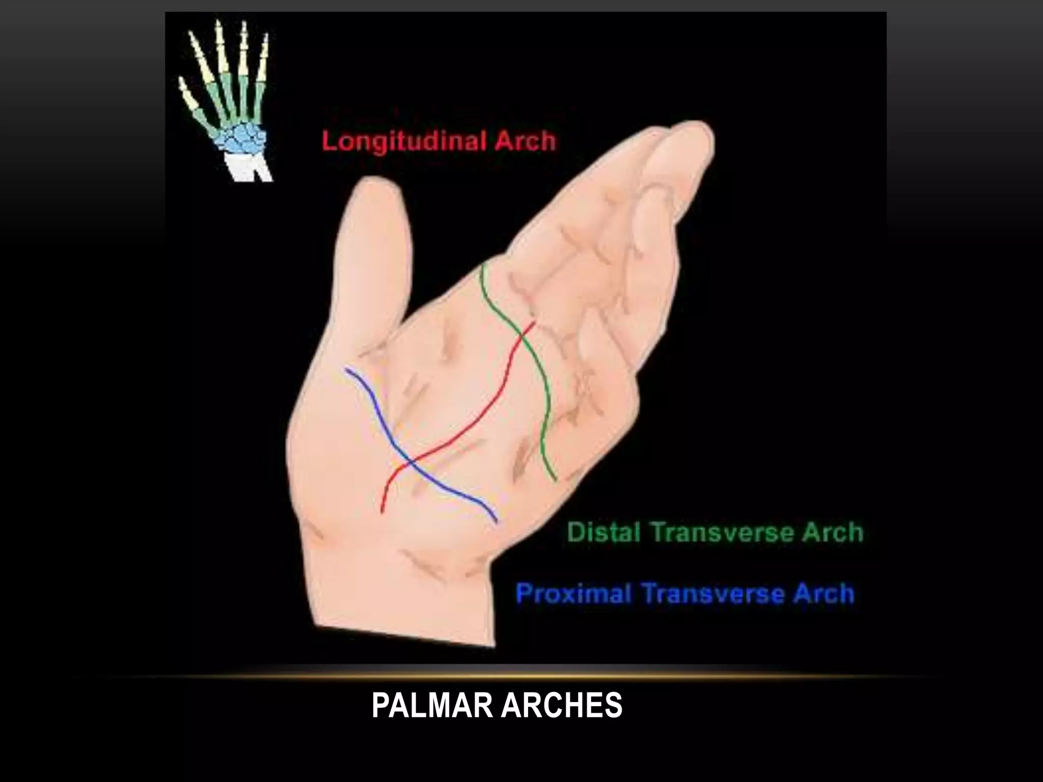 Wrist & hand complex | PPTX