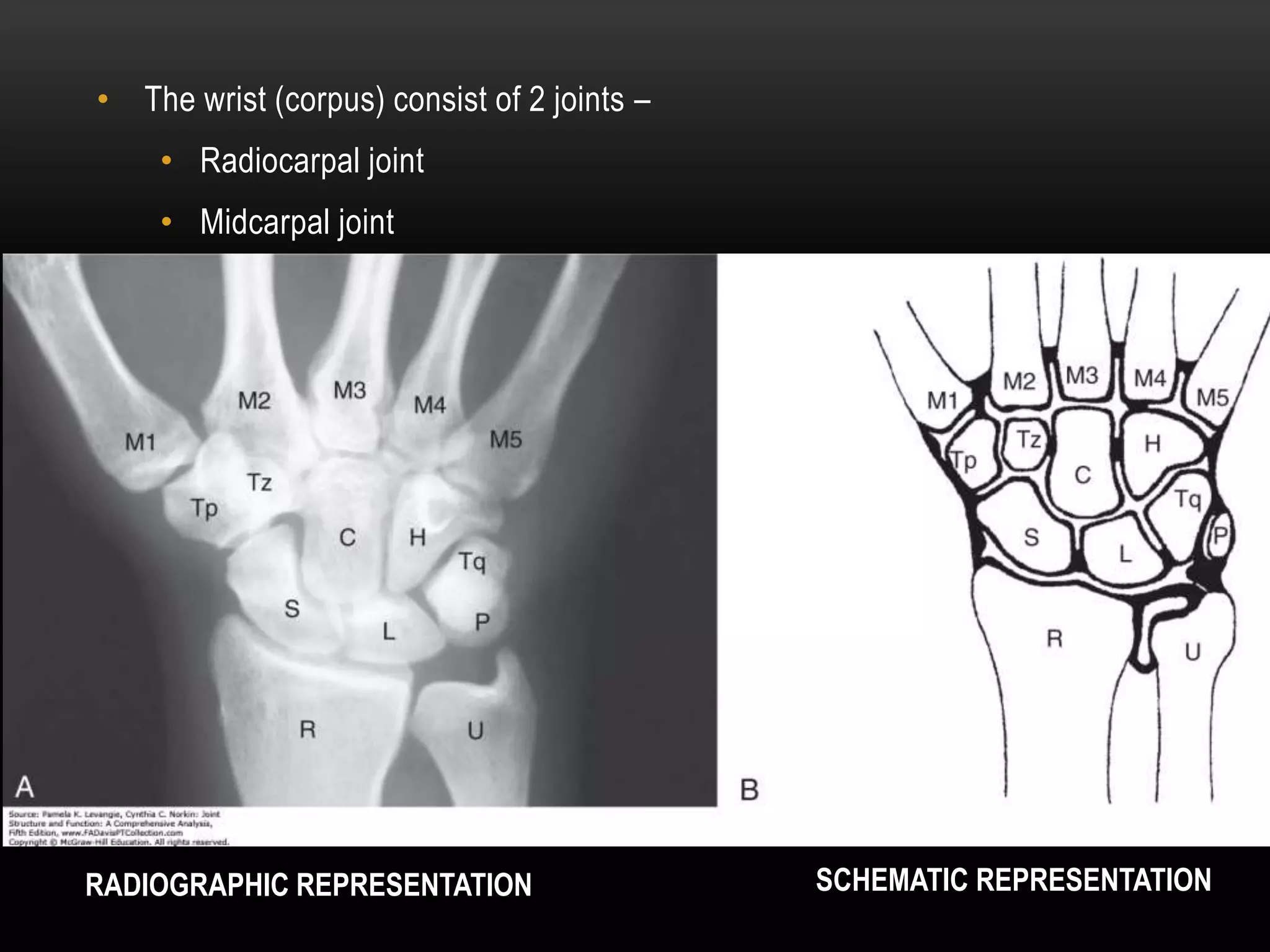 Wrist & hand complex | PPTX
