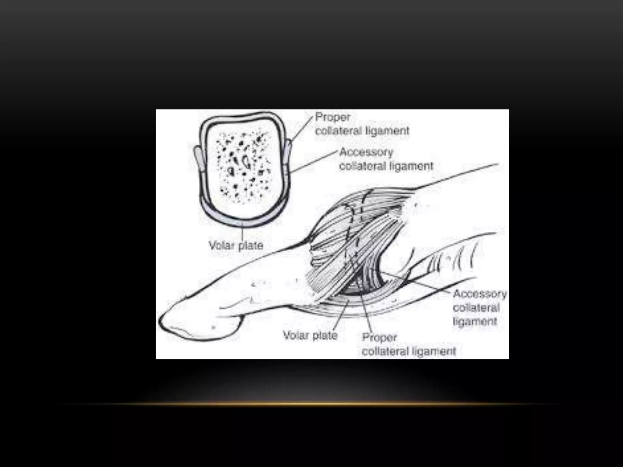 Wrist & hand complex | PPTX