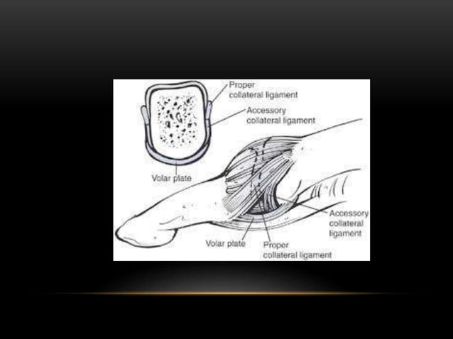 Wrist & hand complex | PPTX