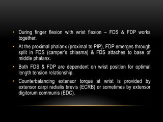 Wrist & hand complex | PPTX