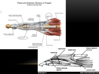 Wrist & hand complex | PPTX
