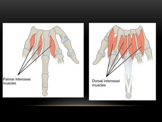 Wrist & hand complex | PPTX