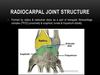 Radiocarpal Joint