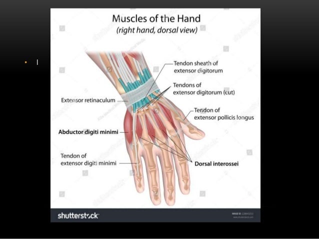 Wrist & hand complex