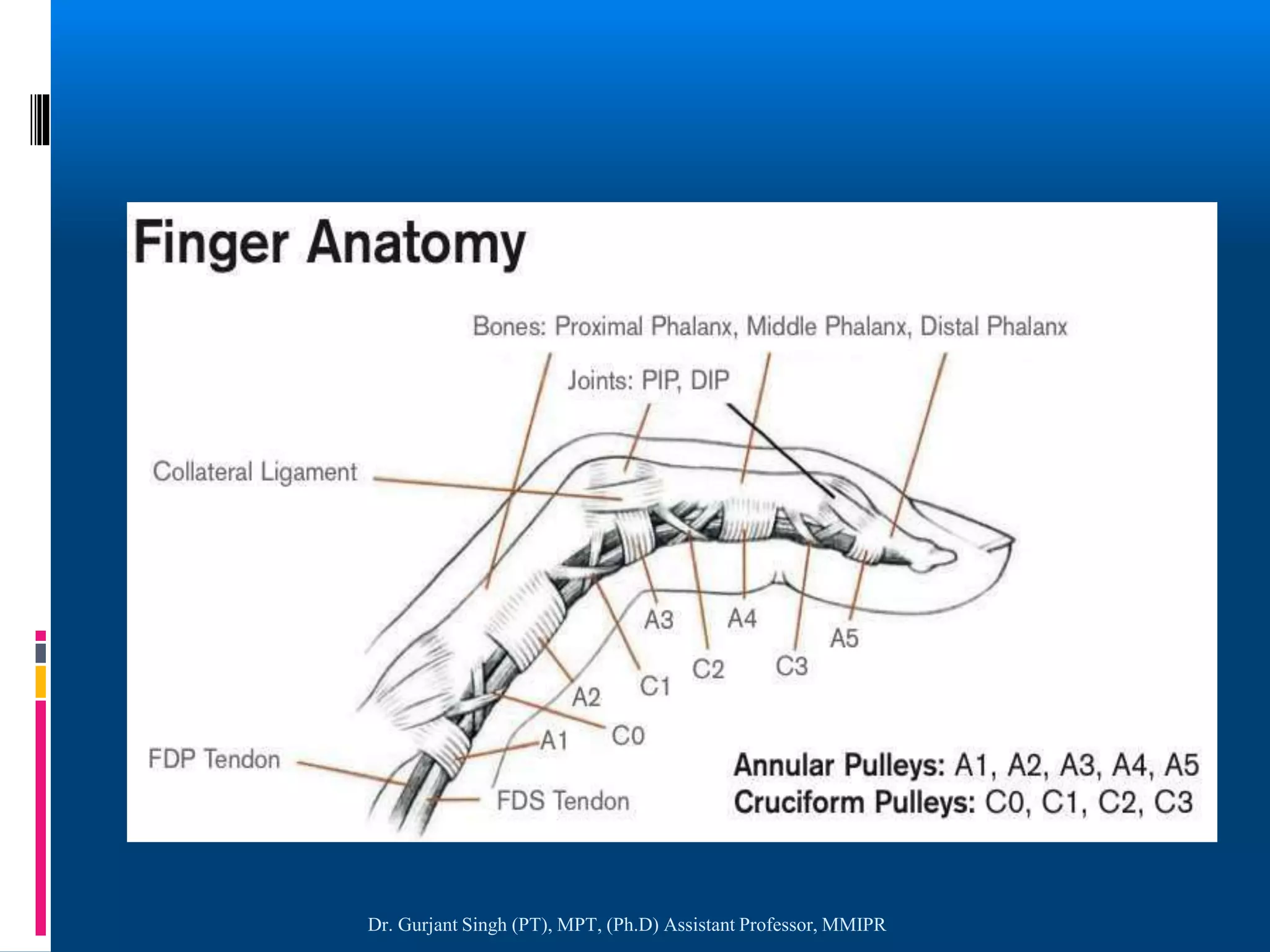 Biomechanics of Wrist and Hand Complex- Dr Gurjant Singh (PT) | PPTX