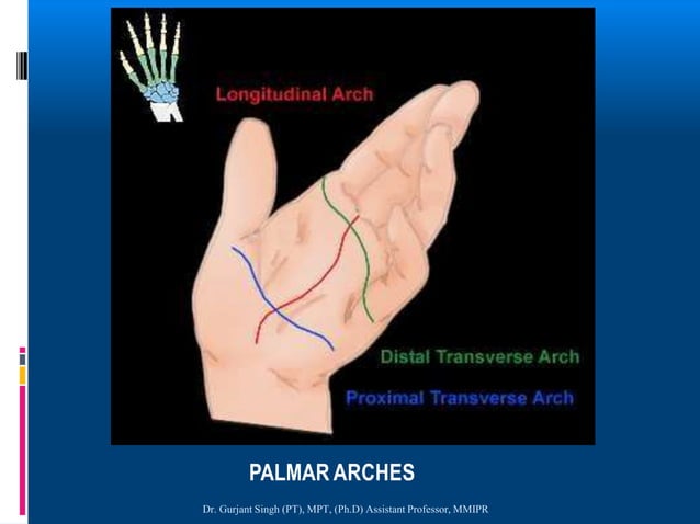 Biomechanics of Wrist and Hand Complex- Dr Gurjant Singh (PT) | PPTX ...