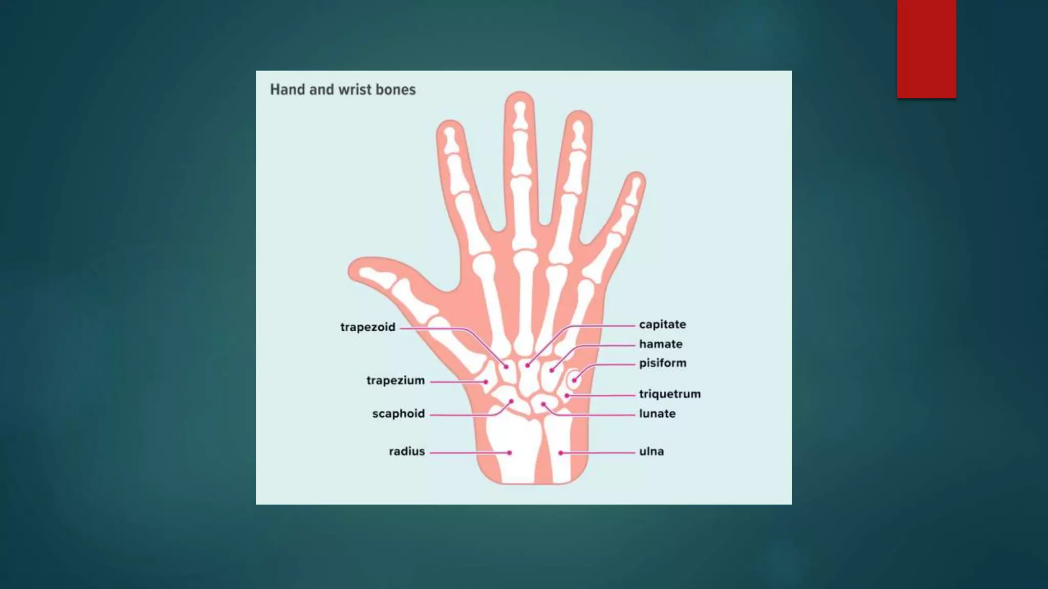 forearm, Wrist, hand joint anatomy & examination | PPT