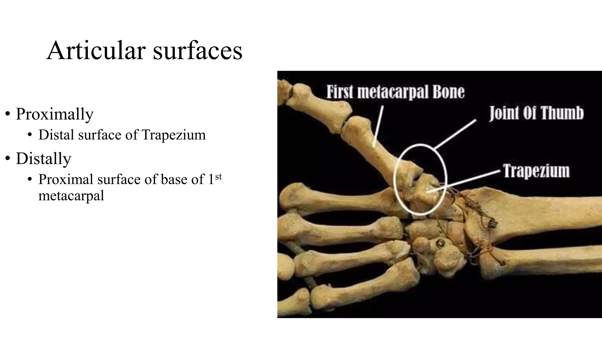 Wrist & I carpometacarpal.pptx