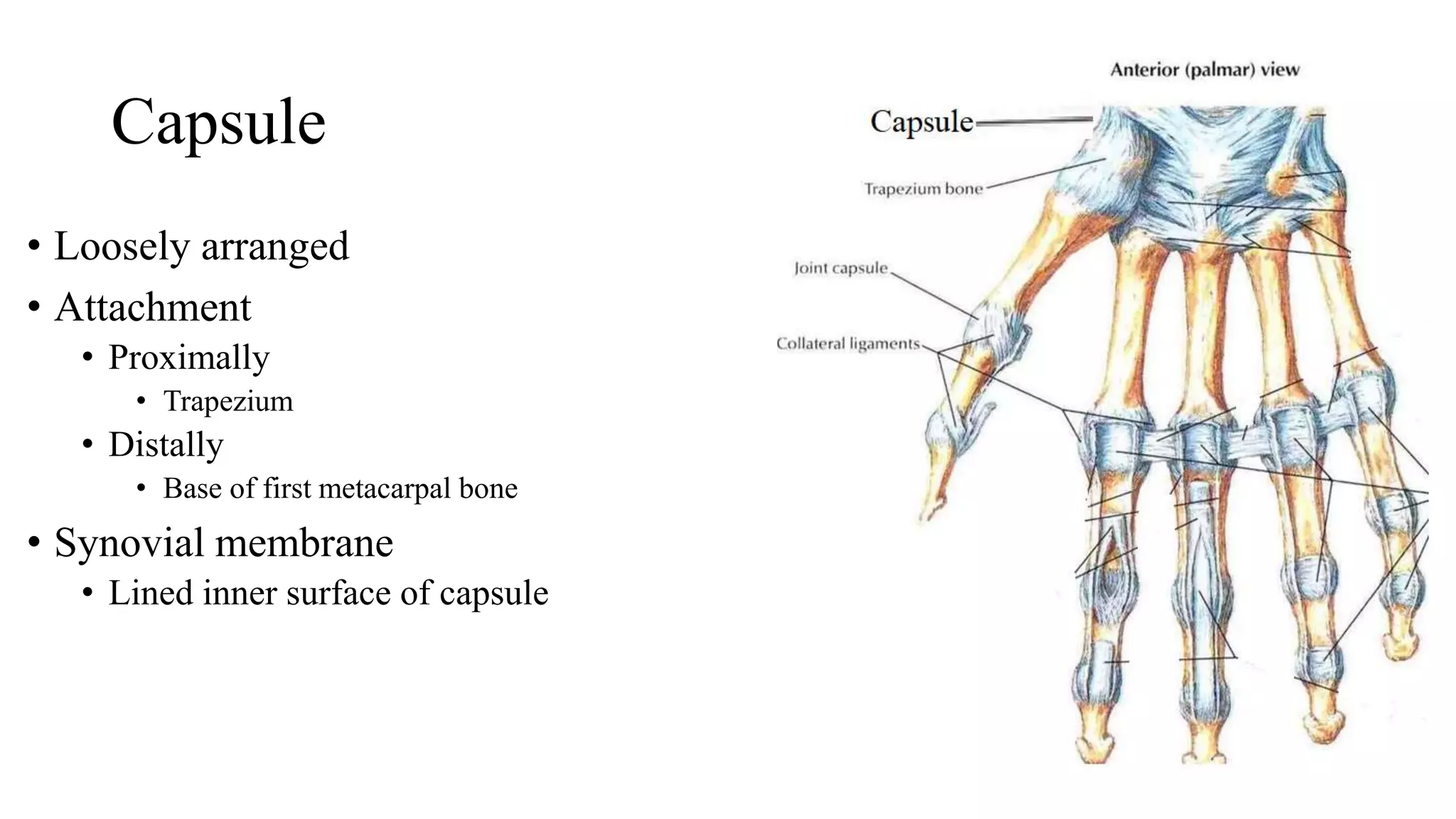 Wrist & I carpometacarpal.pptx