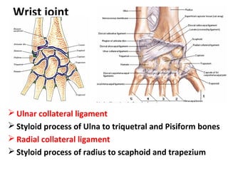 Radial Collateral Ligament Wrist