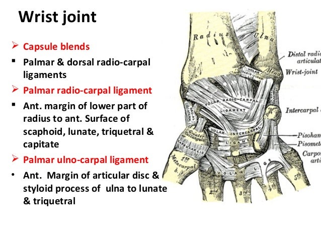 Radio-ulnar and Wrist joints