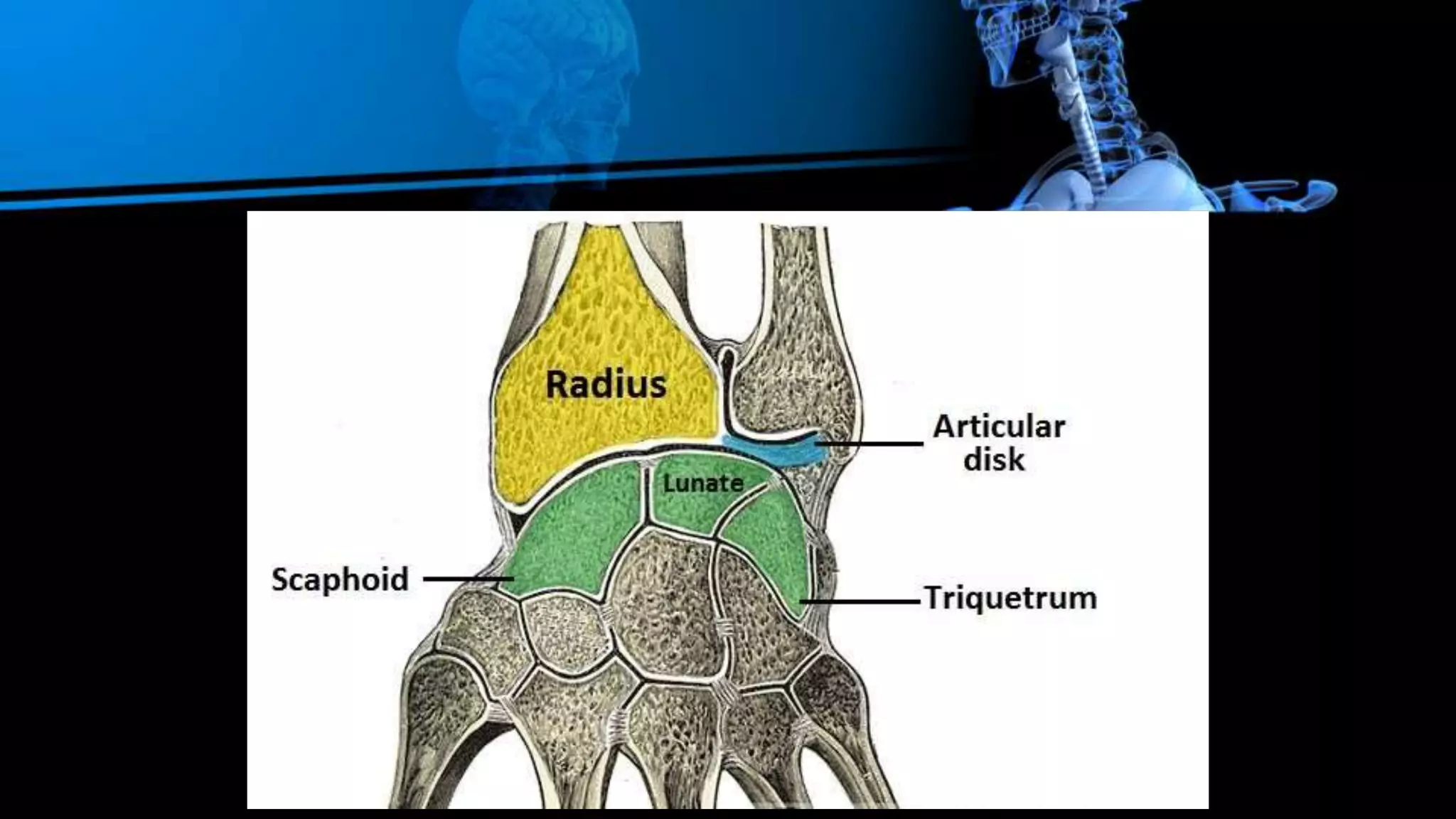 Anatomy Of Wrist joint | PPTX