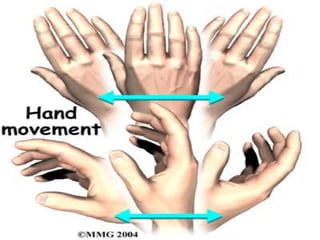 wrist joint of human being | PPT