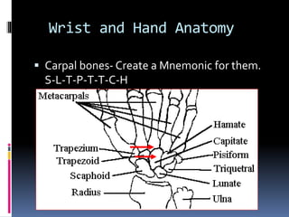 wrist joint of human being | PPT